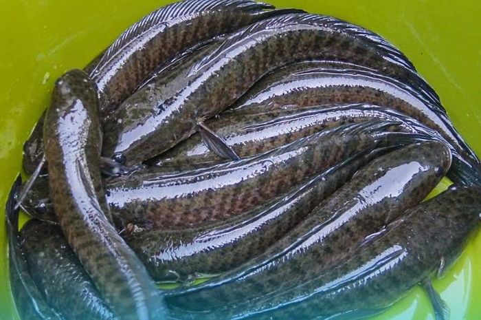 Biasa Hidup di Rawa-rawa, Ikan Asli Indonesia Dijual dengan Harga ...