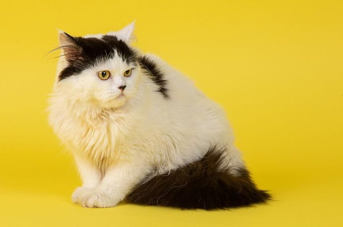 Bikin Bulu Kucing Selalu Sehat dan Tidak Mudah Kusut, Ini 5 Tips yang ...