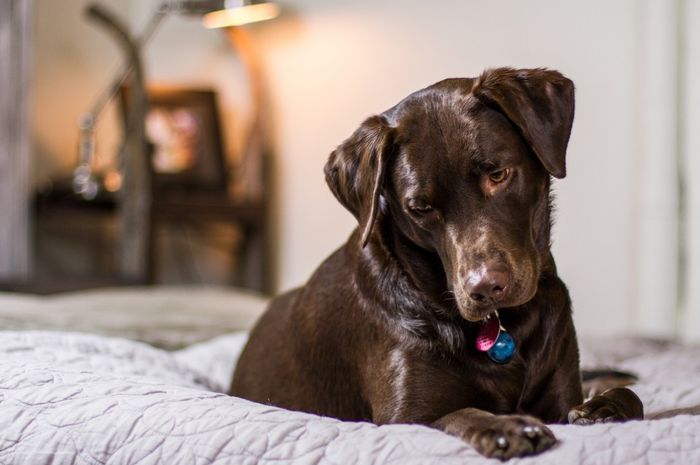 3 Ciri-Ciri Anjing Mau Melahirkan yang Perlu Diketahui Pemilik - Kids