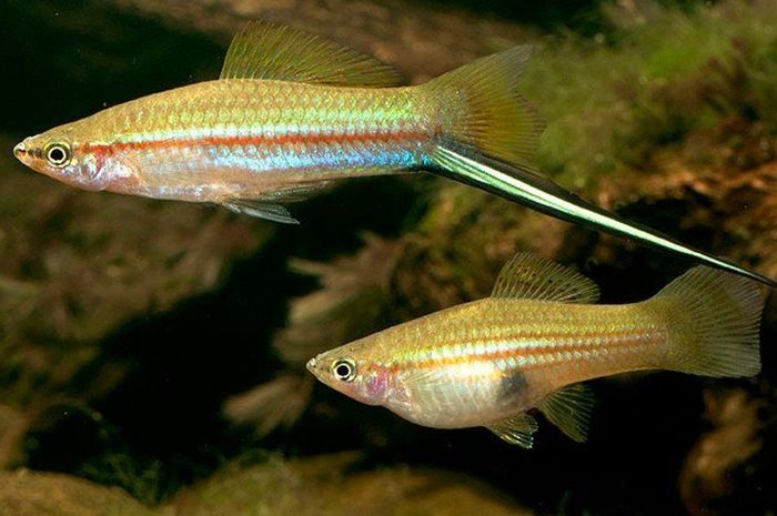 Cara Memelihara Ikan Mas Pedang, Ikan Cantik dengan Sirip Ekor Unik - Bobo