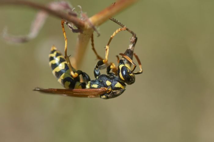 Bukan Laba-Laba atau Ular, Penyengat Paling Berbahaya di Australia ...