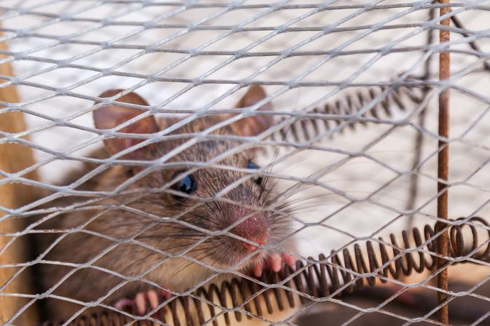 Arti Mimpi Digigit Tikus hingga Berdarah Simpan Makna Menyedihkan ...