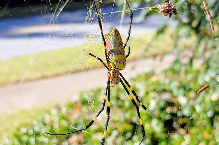 Fenomena Hujan Laba-laba Terjadi di Amerika Serikat, Fenomena Macam Apa ...