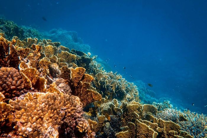 Filum Porifera: Pengertian, Ciri-Ciri, dan Contoh Hewan yang Termasuk ...