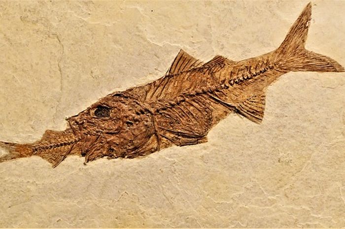 4 Perbedaan Fosil dan Artefak yang Berkaitan dengan Kehidupan di Masa ...