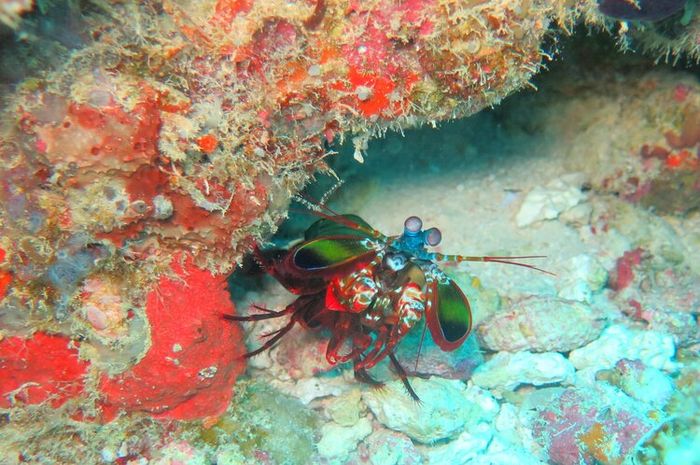 Apa Keistimewaan Udang Mantis? - Adjar