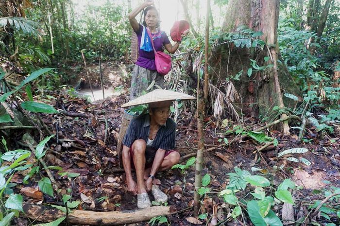 Hutan Suci Dayak Ngaju: Pesan Pelestarian Alam Berbasis Kearifan ...