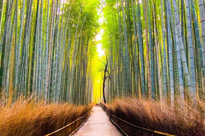 Benarkah Bambu Jauh Lebih Kuat Dibandingkan Baja? - Adjar