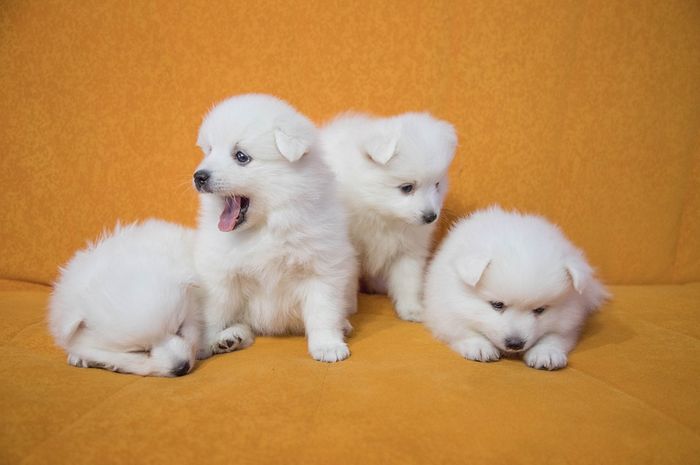 Imut dan Lucu, 10 Potret Anak Anjing Berwajah Polos Ini Bikin yang ...