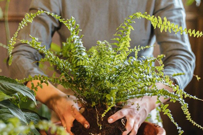 Mulai dari Pakis Boston Hingga Staghorn, Ini 5 Jenis Pakis Cantik yang ...