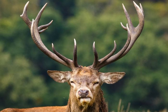 5 Hal Unik Tanduk Rusa, Salah Satunya Terus Bertumbuh seperti Tulang - Bobo