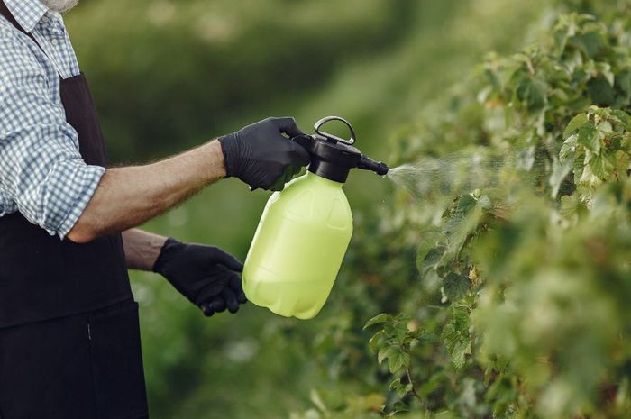 Cukup Gunakan Bahan Dapur, Ini Cara Buat Pestisida Organik untuk Usir ...