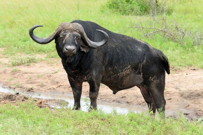 Terlihat Hampir Sama, Apa Perbedaan antara Banteng dan Kerbau? - Bobo