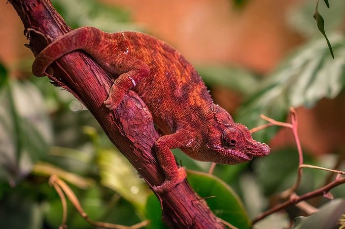 Contoh Soal dan Pembahasan Materi tentang Adaptasi yang Dilakukan ...