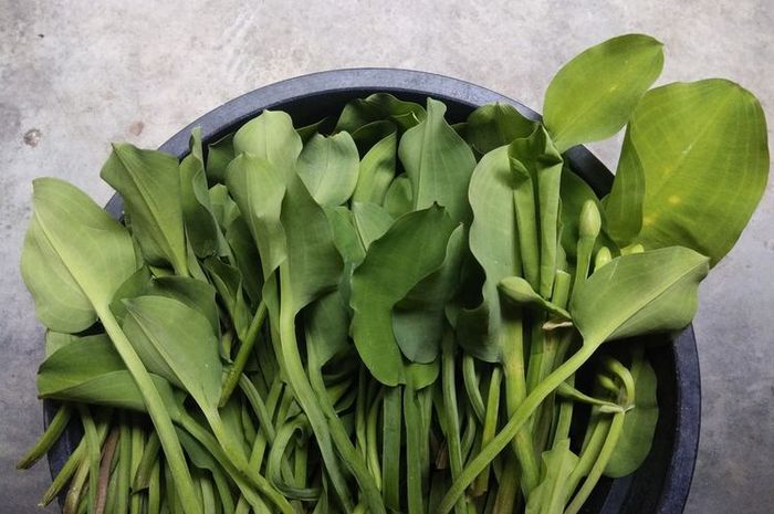 Satu Indonesia Bisa Bernapas Lega, Daun yang Sering Ada Di Pinggir Rawa ...