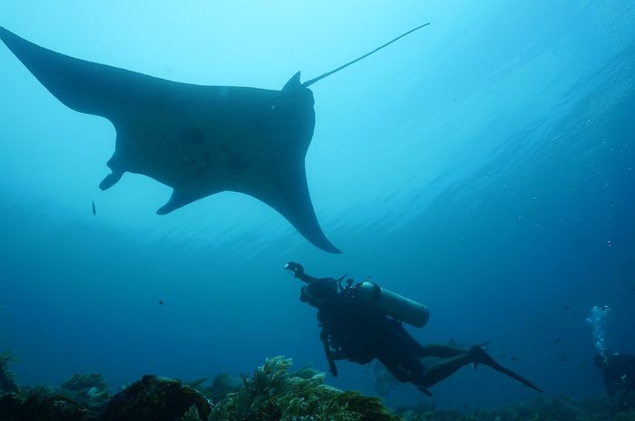 Indonesia Jadi Tempat Pembibitan Alami Pari Manta yang Langka ...