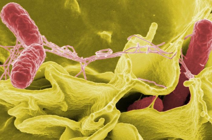 Waspadai Kontaminasi Salmonella pada Camilan Anak-Anak, Ini Risiko yang ...