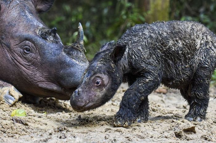 Bayi Badak Sumatra Ini Lahir dari Induknya yang Delapan Kali Keguguran ...