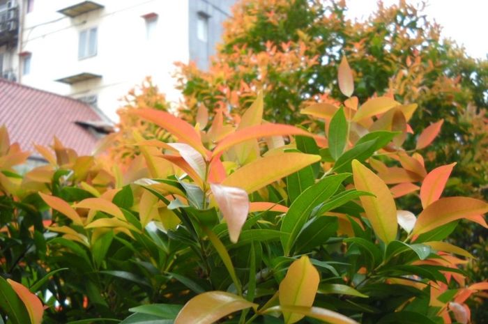 Tak Hanya Jadi Tanaman Hias, Ini 6 Manfaat Pucuk Merah bagi Kesehatan ...