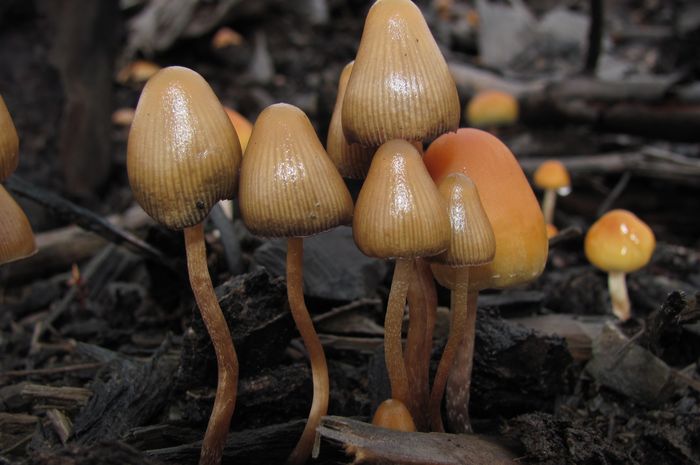 Penggunaan Jamur Psilocybin Sebagai Tradisi Keagamaan Suku Aztec ...