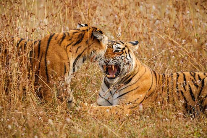 Contoh Soal dan Pembahasan Materi tentang Habitat Makhluk Hidup - Bobo