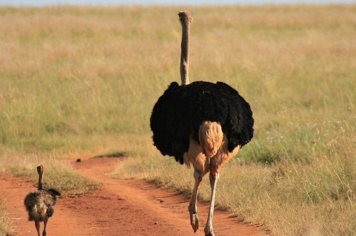 Dari Laut hingga Darat, Ini 5 Hewan Terbesar di Dunia - Bobo