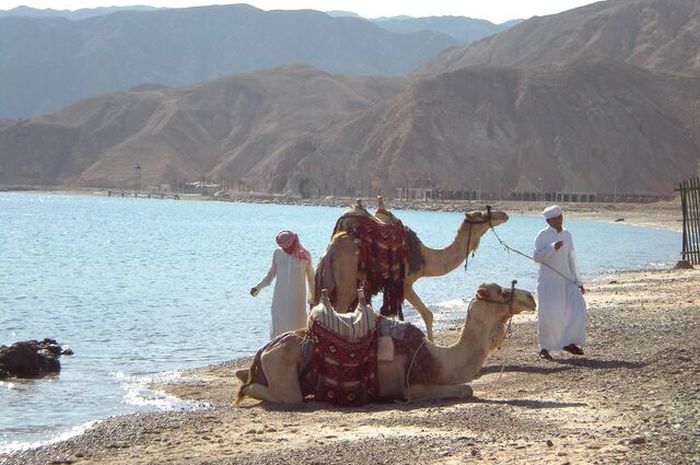 7 Keunikan Unta, Mamalia Berpunuk yang Hidup di Bioma Gurun - Kids