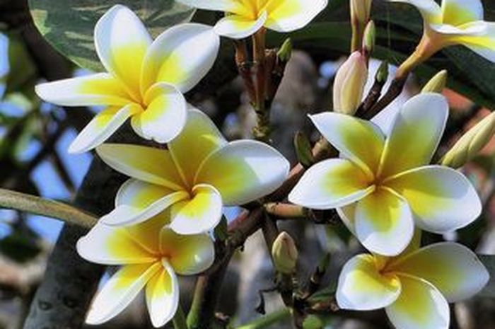 Arti Mimpi Bunga Kamboja, Benarkan Jadi Pertanda Kematian atau ...