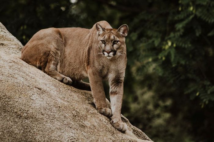 Bisa Berlari dengan Kecepatan 80 Km/Jam, Ini Fakta-Fakta Puma - Bobo