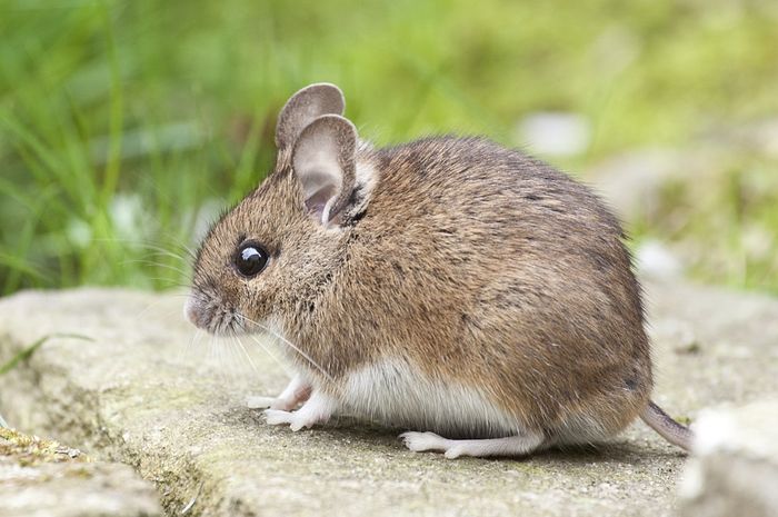 Serupa Tapi Tidak Sama, Ini 3 Jenis Tikus yang Sering Muncul di Rumah ...