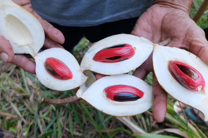 Resep Poached Nutmeg Fruit dari Biji Pala Papua Buat Buka Puasa ...