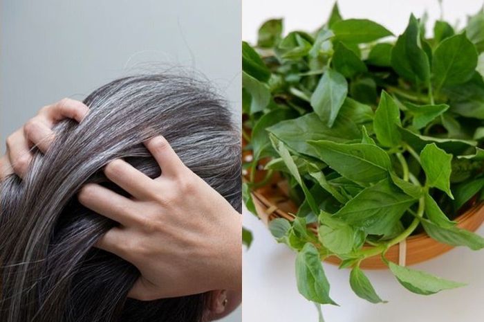 Dicabut Malah Makin Banyak, Atasi Uban Sampai Ke Akar dengan Mudah Pakai Daun Kemangi, Sekali ...