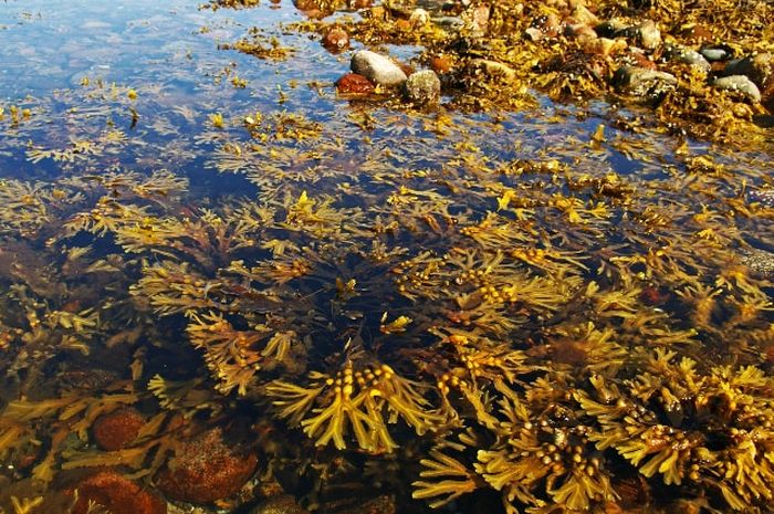 4 Peran Organisme Autotrof dalam Ekosistem dan Rantai Makanan - Semua ...