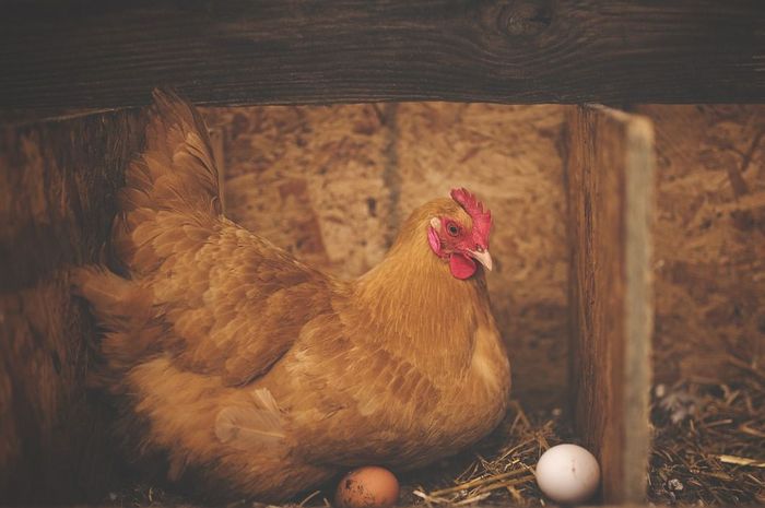 Contoh Soal dan Pembahasan Materi tentang Perkembang Biakan Secara ...