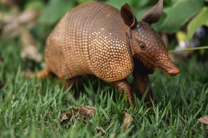 7 Hewan Liar dengan Cakar Terbesar di Dunia, Siapa Saja Mereka? - Bobo