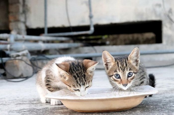 Bagaimana Cara Memberi Makan Anak Kucing yang Berumur 1 Bulan? - Adjar