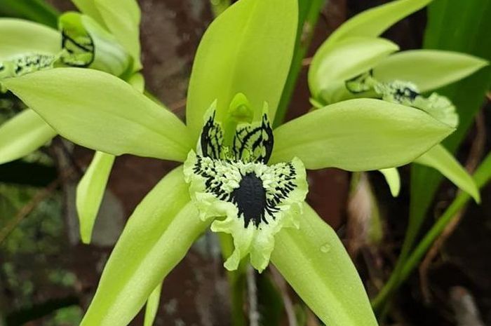 Mengenal Anggrek Hitam, Tanaman Endemik Khas Indonesia - Bobo