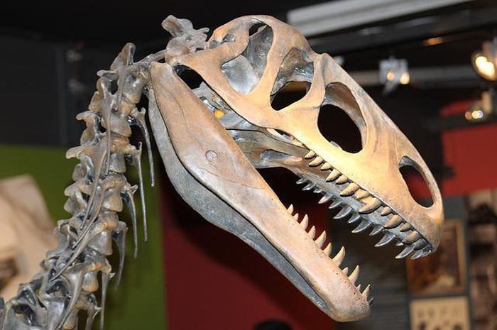 Apa yang Dimaksud dengan Fosil? Inilah Syarat dan Jenis-jenisnya - Kids