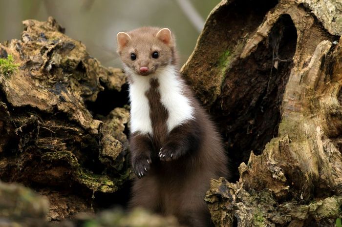 Unik! Musang Suka Menari Sebelum Menangkap Mangsa, Ini Fakta Menariknya ...