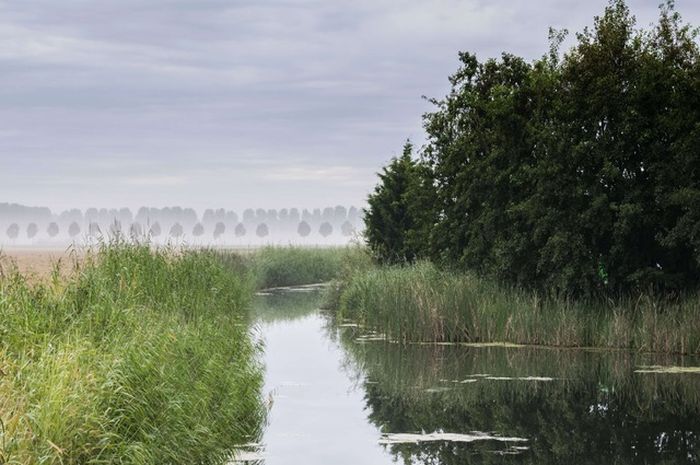 Mengenal 5 Manfaat Rawa bagi Manusia dan Lingkungan, Apa Saja? - Semua ...