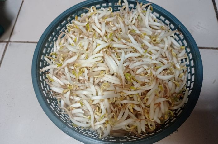 Manfaat Makan Taoge untuk Kesehatan Organ Intim, Meningkatkan Kesuburan ...