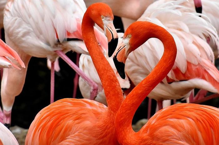 Dari Mana Asal Warna Pink dari Bulu Flamingo? Ini 4 Fakta Unik Flamingo ...