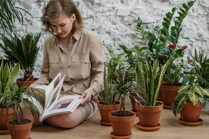 5 Rekomendasi Tanaman yang Ampuh Atasi Udara Panas di Ruangan - Stylo