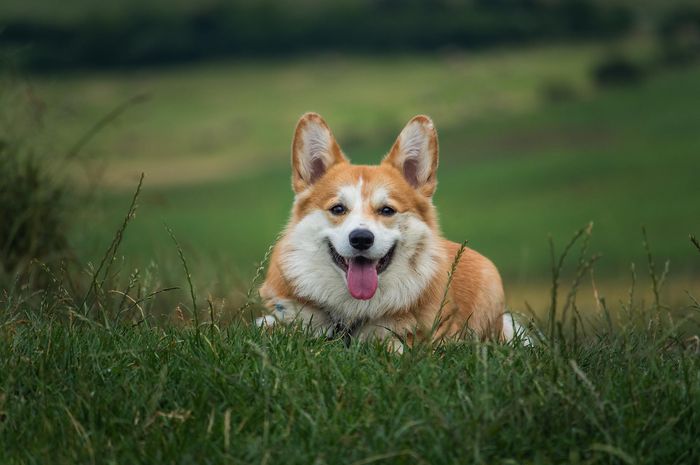 Baru Tahu! Ternyata Ini 4 Alasan Anjing Suka Menjulurkan Lidahnya - Bobo Baru Tahu! Ternyata Ini 4 Alasan Anjing Suka Menjulurkan Lidahnya - Bobo
