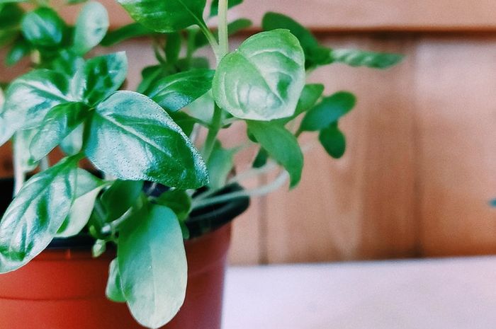 Jangan Sampai Hama Bersarang di Rumah, Ini 6 Tanaman yang Bisa Bikin ...