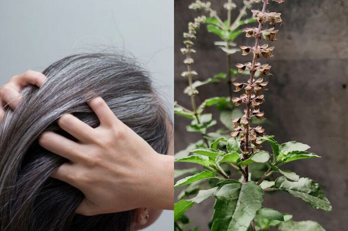 Nyaris Gak Ada yang Tahu, Tanaman Mirip Kemangi Ini Ternyata Bisa Hilangkan Uban Tanpa Semit ...
