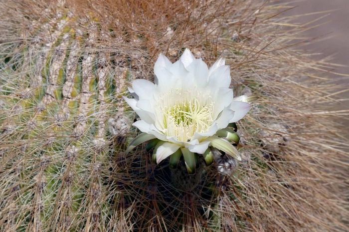 Meski Berduri Tajam, 5 Jenis Kaktus Ini Bisa Keluarkan Bunga Cantik - Bobo