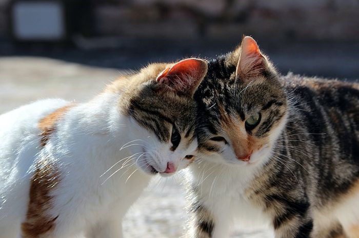 6 Jenis Kucing yang Paling Manja dan Cocok Dijadikan Peliharaan - Kids