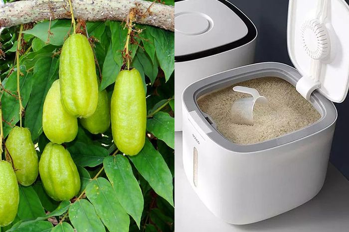 Cuma Modal 3 Lembar, Iseng Simpan Daun Belimbing Wuluh di Tempat Beras ... Cuma Modal 3 Lembar, Iseng Simpan Daun Belimbing Wuluh di Tempat Beras ...