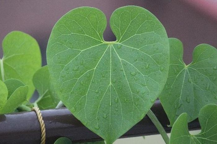 Bukan Kaleng-Kaleng, Ini 5 Manfaat Daun Bratawali untuk Jaga Sistem ...